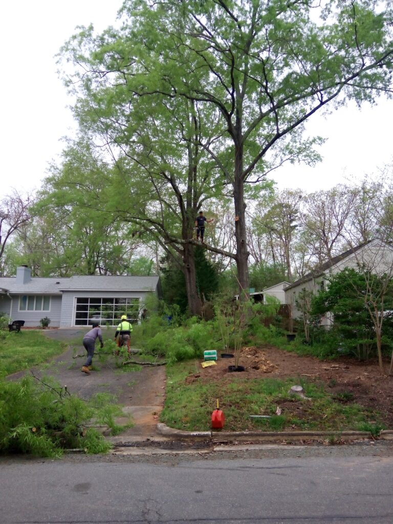 Ashland Tree Service: Raleigh Tree Removal & Trimming